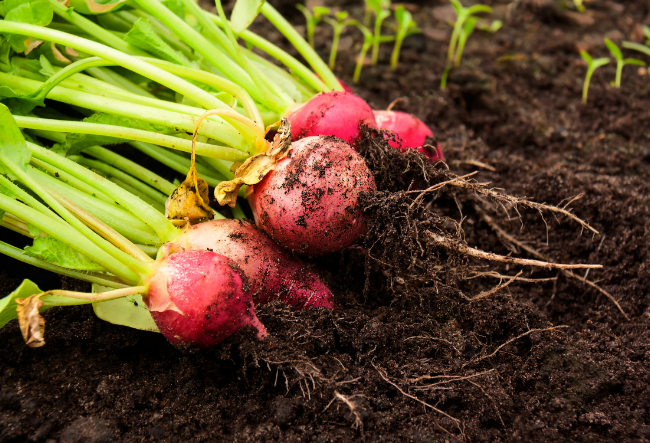 Easy Vegetables to Grow in Your Arkansas Garden - First Security Mortgage